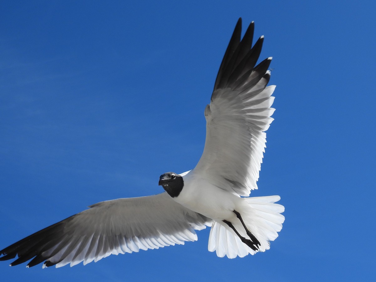 ML631416072 - Laughing Gull - Macaulay Library