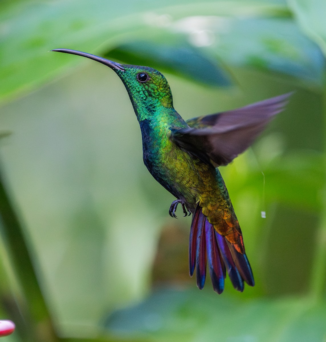 ML631416083 - Green-throated Mango - Macaulay Library