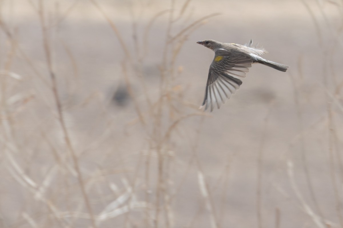 ML631417040 - Greater Honeyguide - Macaulay Library