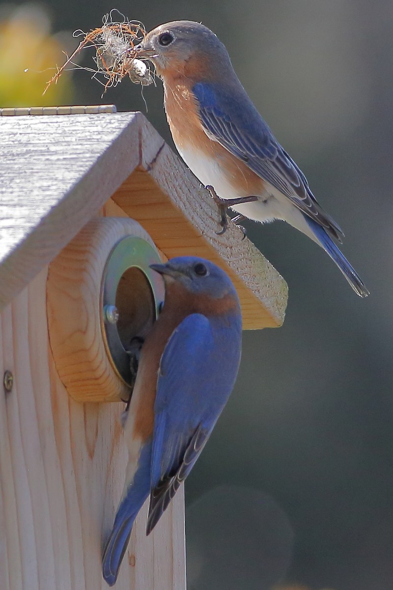 eBird Checklist - 28 Feb 2025 - Home - 23 species