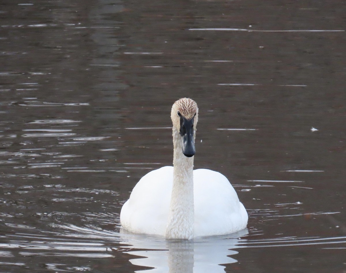 eBird Checklist - 28 Feb 2025 - UMass Amherst--Campus Pond - 2 species