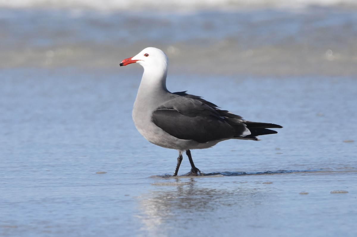 ML631418656 - Heermann's Gull - Macaulay Library