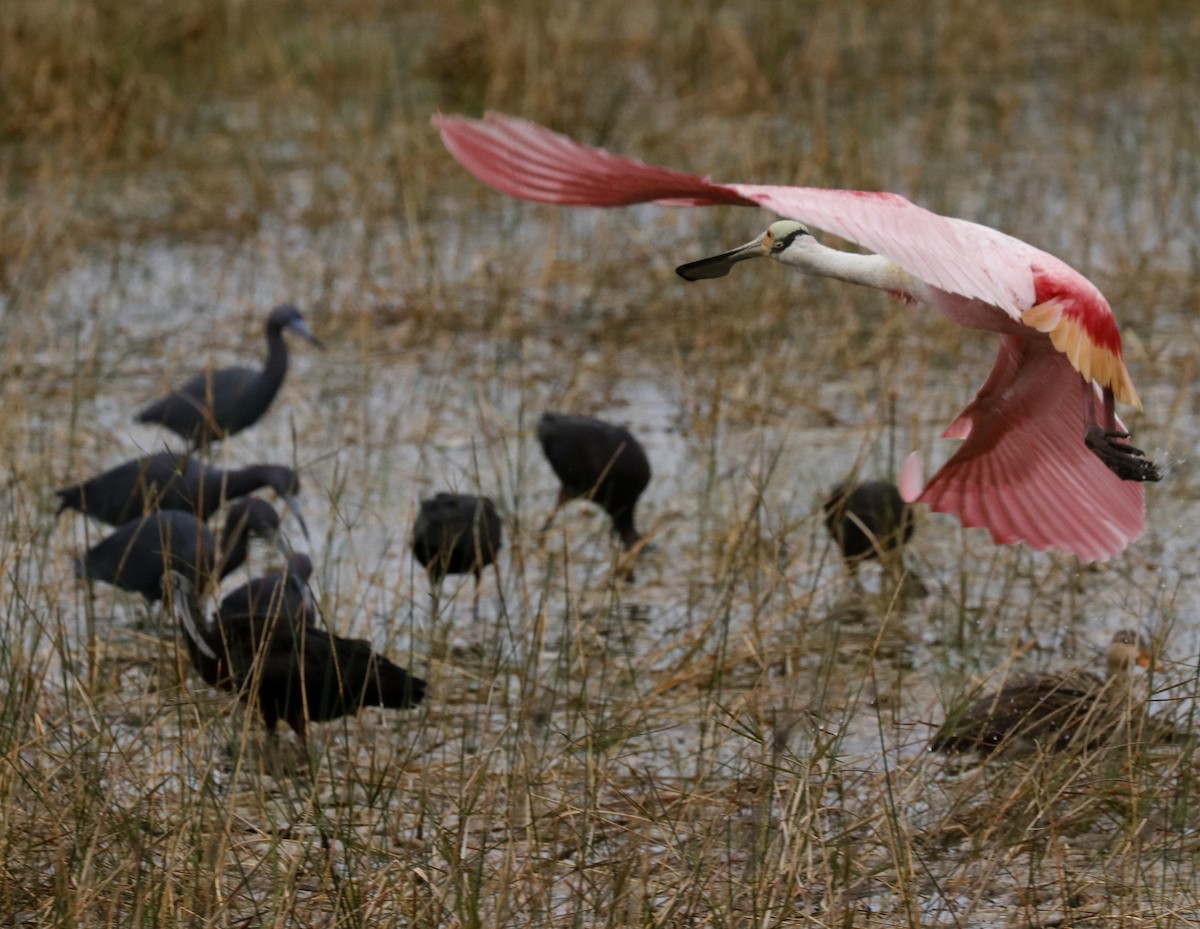 eBird Checklist - 24 Feb 2025 - Loxahatchee NWR - 25 species