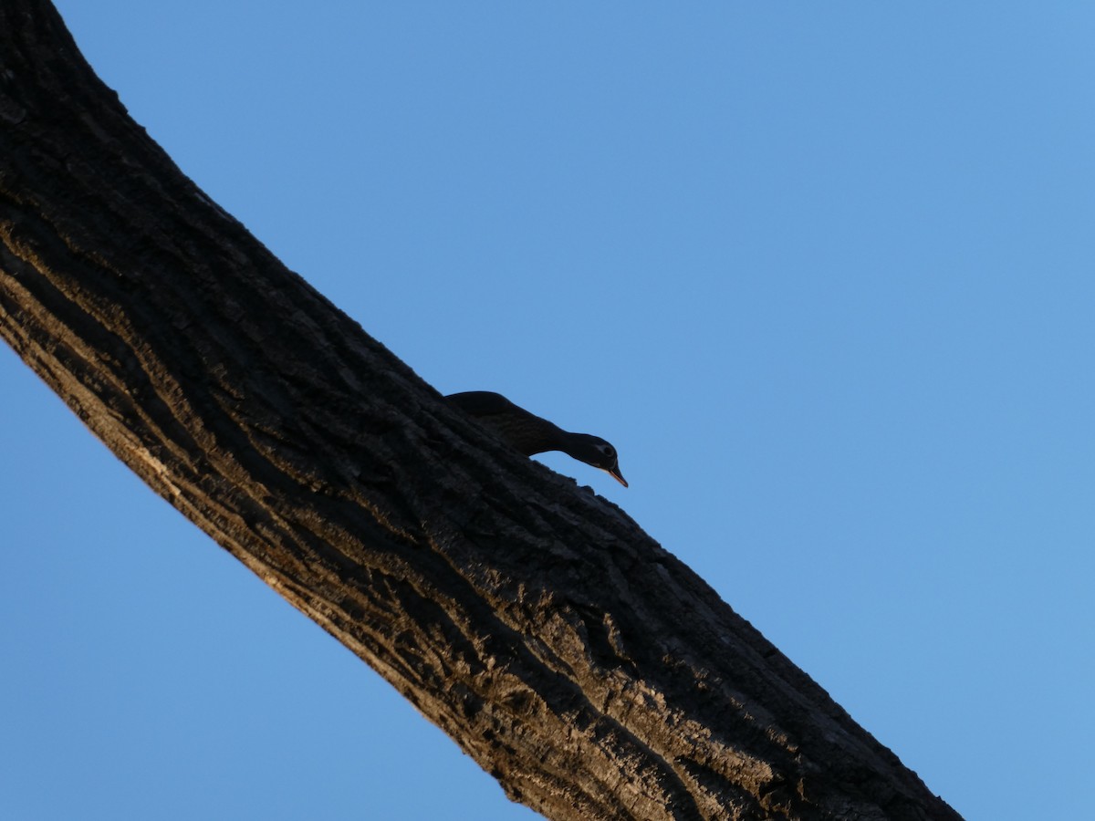 eBird Checklist - 28 Feb 2025 - American River Parkway behind condo ...