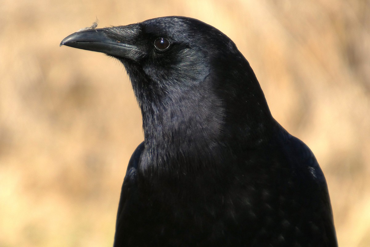 eBird Checklist - 28 Feb 2025 - Abbotsford--Willband Creek Park - 33 ...