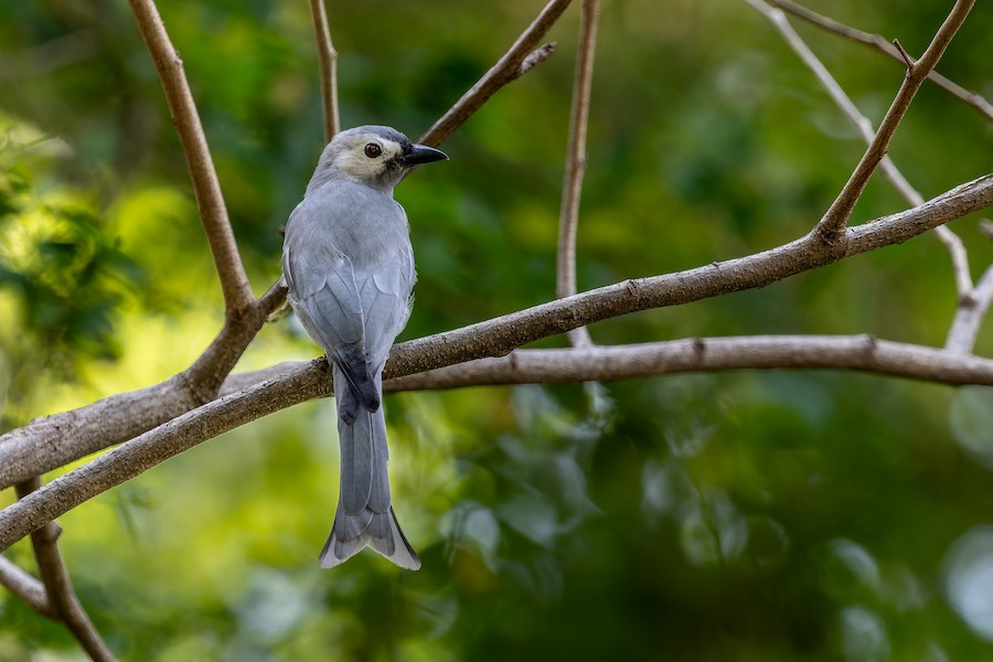 Ashy Drongo (White-cheeked) - eBird