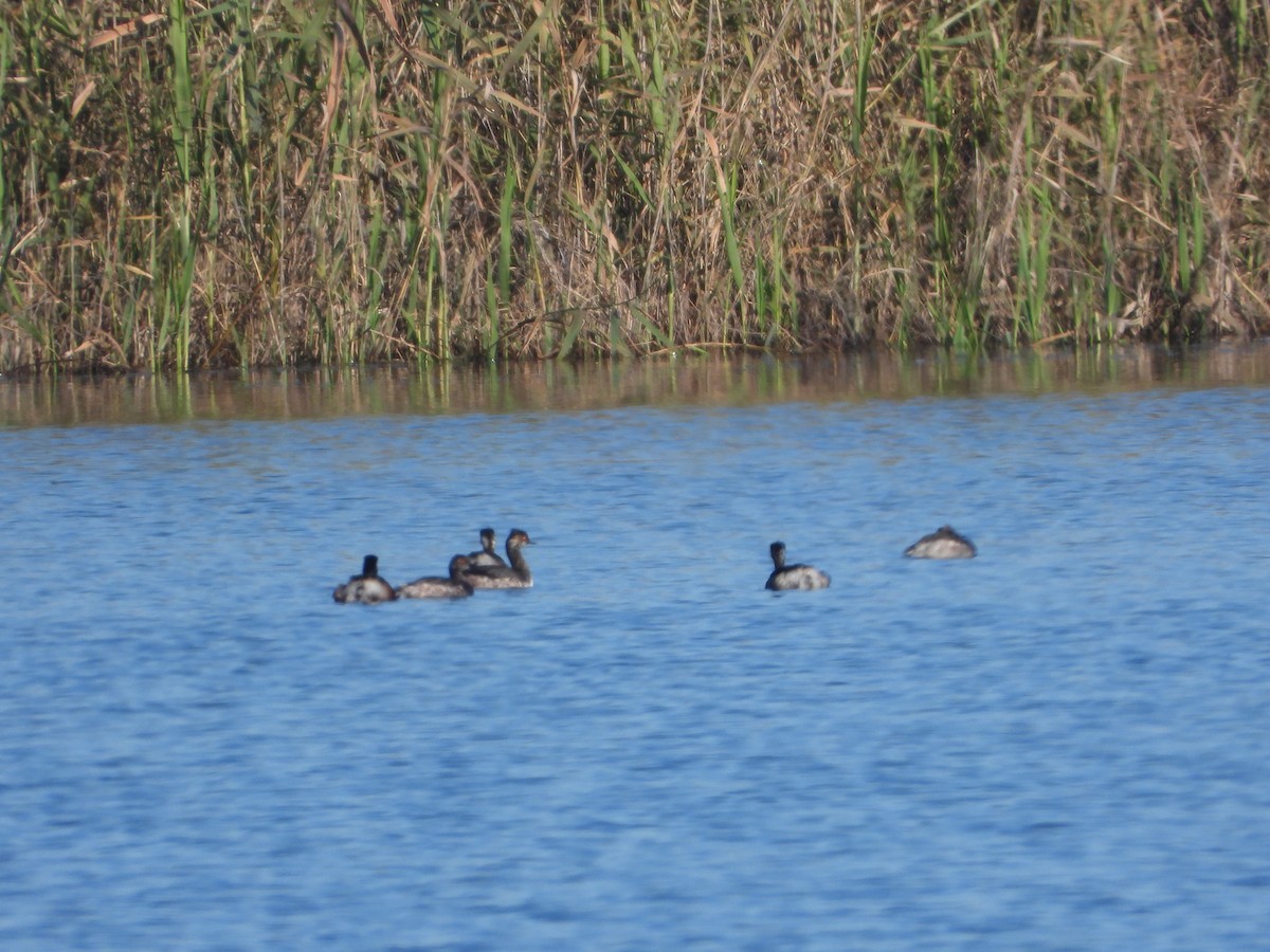 Israel Breeding Bird Atlas Checklist - 1 Mar 2025 - שדות הזורע - 45 species