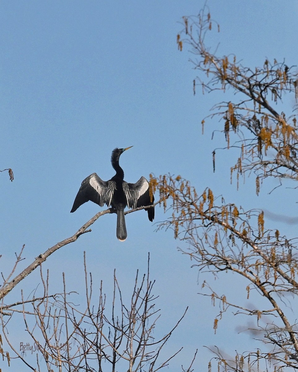 eBird Checklist - 1 Mar 2025 - Stumpy Lake Natural Area - 22 species