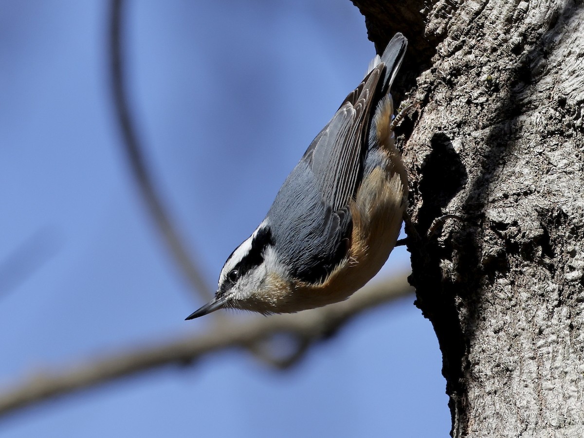 ML631457530 - Red-breasted Nuthatch - Macaulay Library