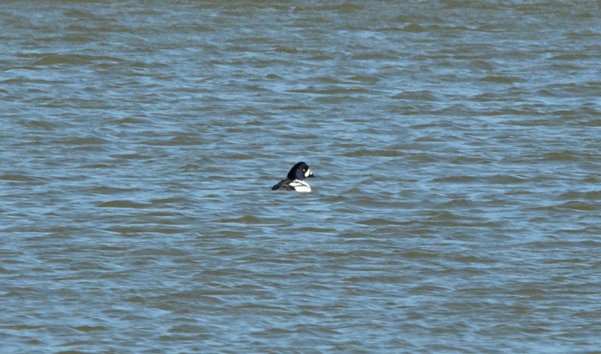 eBird Checklist - 1 Mar 2025 - Sesachacha Pond area - 9 species