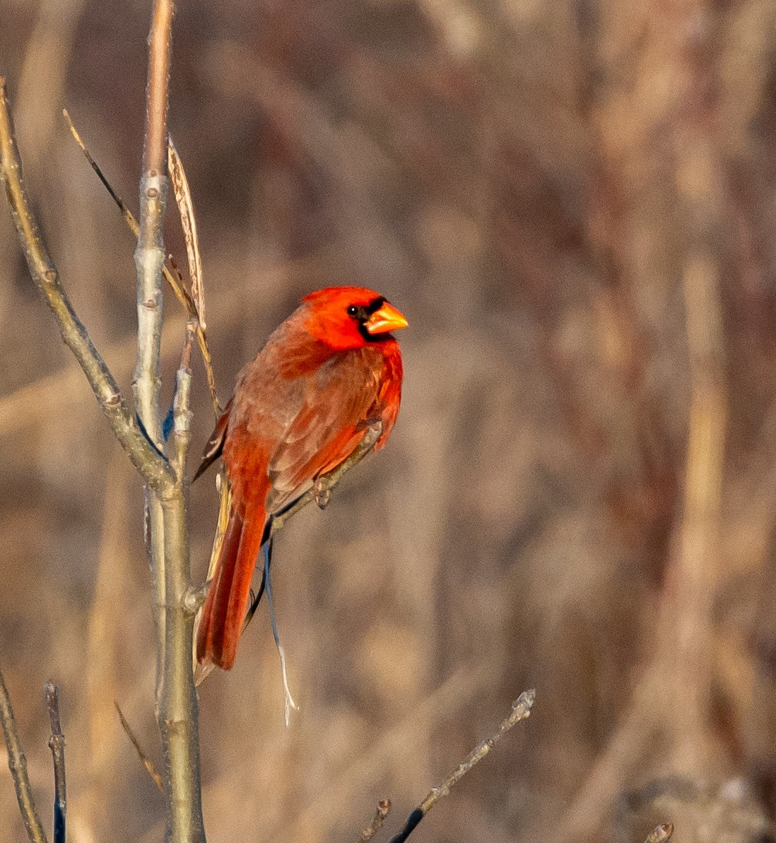 eBird Checklist - 1 Mar 2025 - Bardwell Lake--Observation Overlook - 35 ...