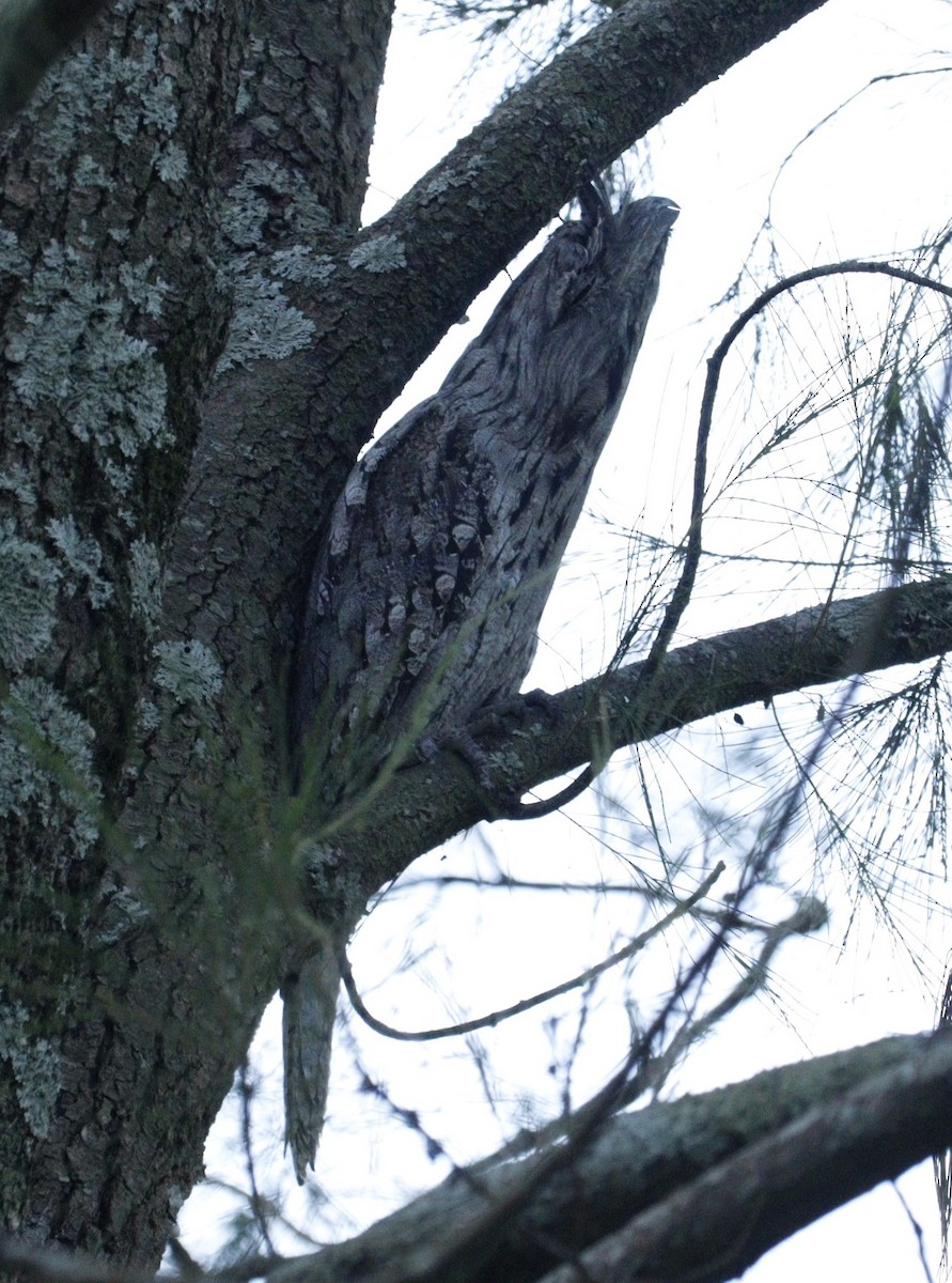 eBird Checklist - 6 Feb 2025 - Morpeth Common - 34 species (+1 other taxa)