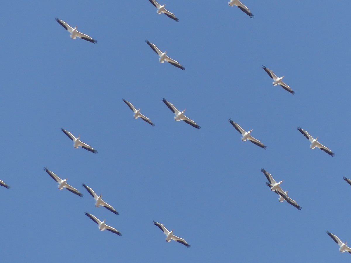 eBird Checklist - 1 Mar 2025 - Attwater Prairie Chicken NWR (CTC 004 ...