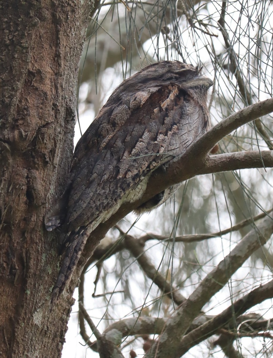 eBird Checklist - 10 Feb 2025 - Morpeth Common - 18 species (+1 other taxa)