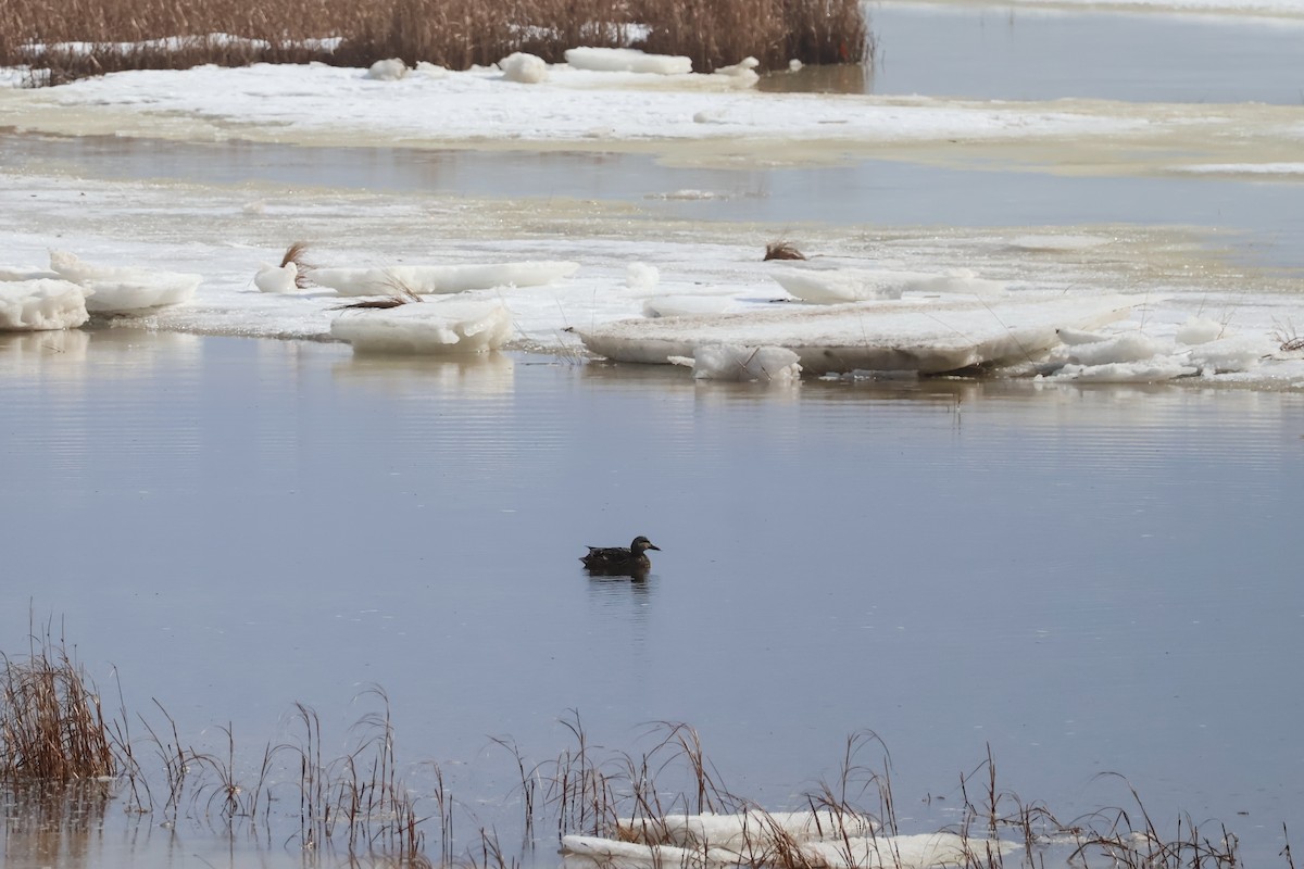 eBird Checklist - 1 Mar 2025 - Rachel Carson NWR--Carson Trail and ...