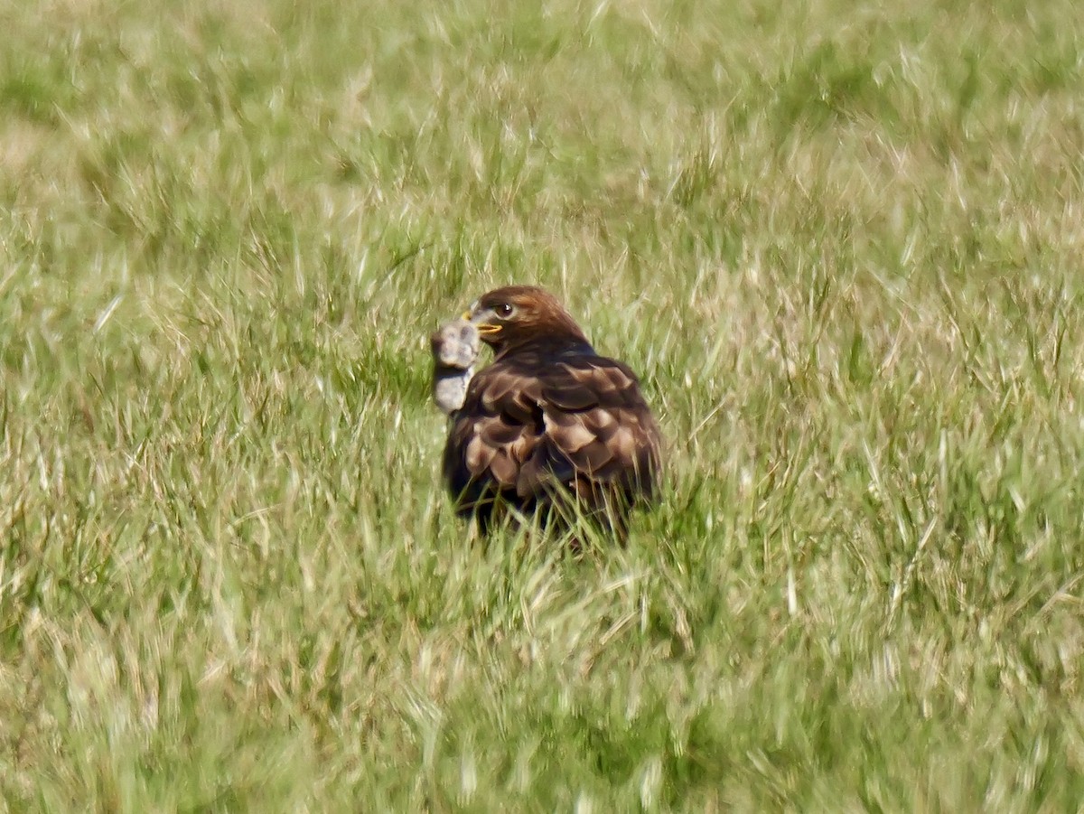 ML631477215 - Rough-legged Hawk - Macaulay Library