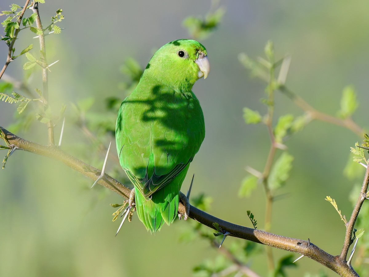 Mexican Parrotlet - Forpus cyanopygius - Birds of the World