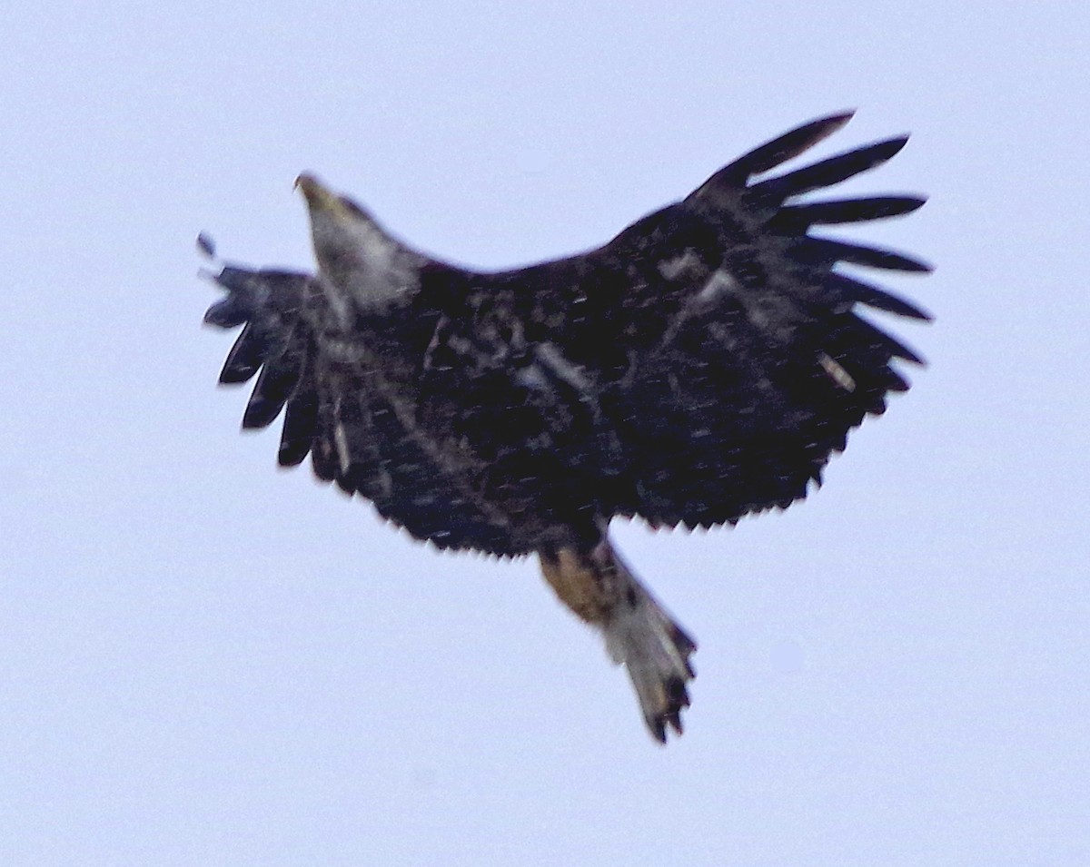 eBird Checklist - 1 Mar 2025 - Shenango Reservoir--Chestnut Run - 1 species