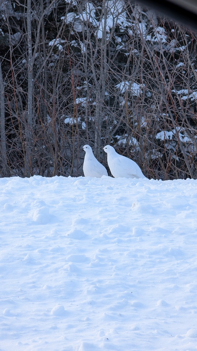eBird Checklist - 1 Mar 2025 - Route 1055, Jamésie, Québec, CA (49.72 ...