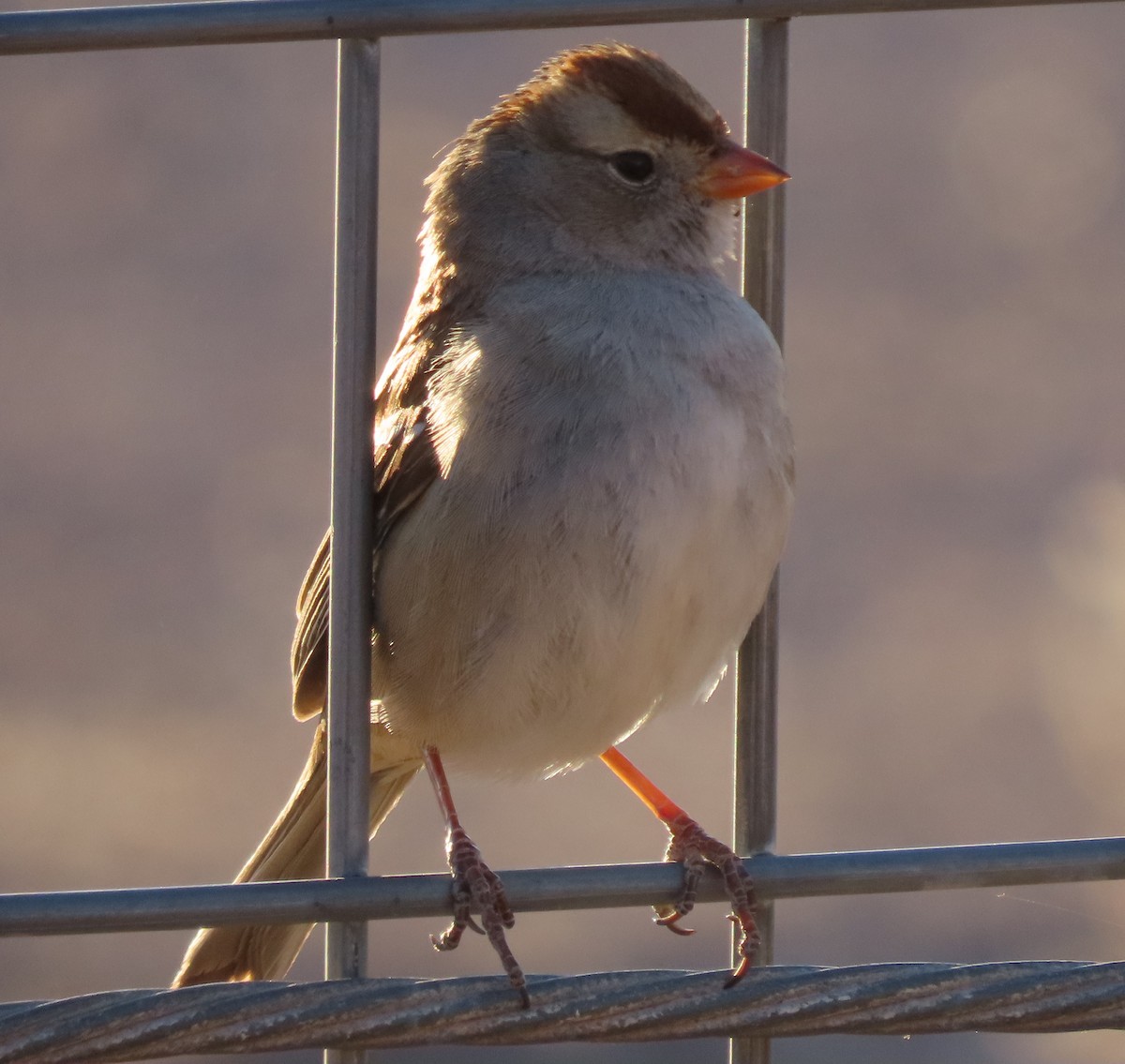 eBird Checklist - 25 Feb 2025 - Bosque Bird Watchers RV Park - 17 species