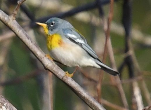 eBird Checklist - 28 Feb 2025 - Gum Root Park - 28 species