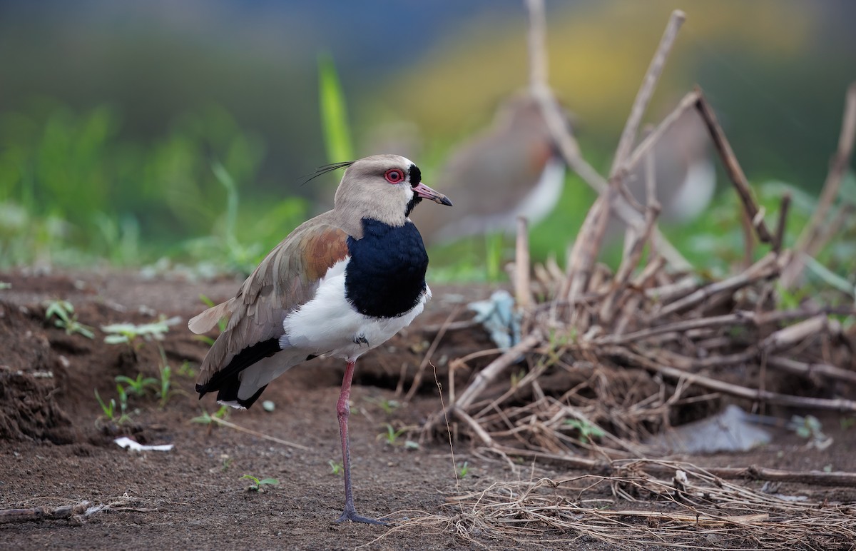 ML631494536 - Southern Lapwing - Macaulay Library