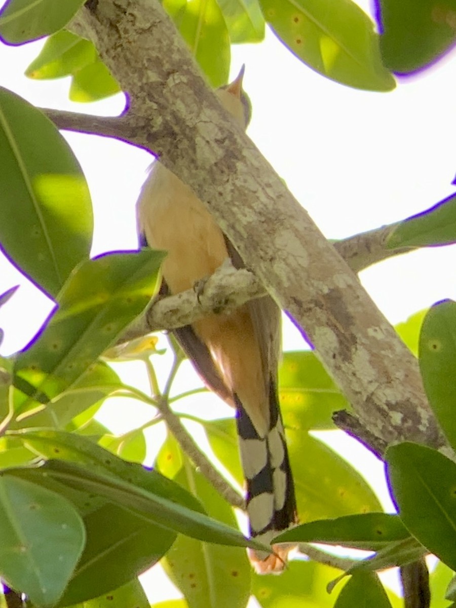 Maryland-DC Breeding Bird Atlas Checklist - 28 Feb 2025 - Black Point ...