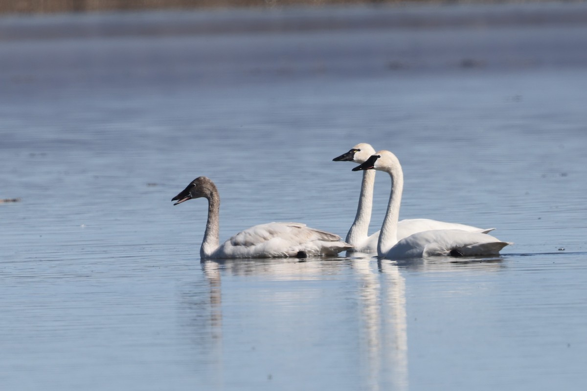 eBird Checklist - 1 Mar 2025 - Tule Lake NWR--Auto Tour and Sump 1A ...