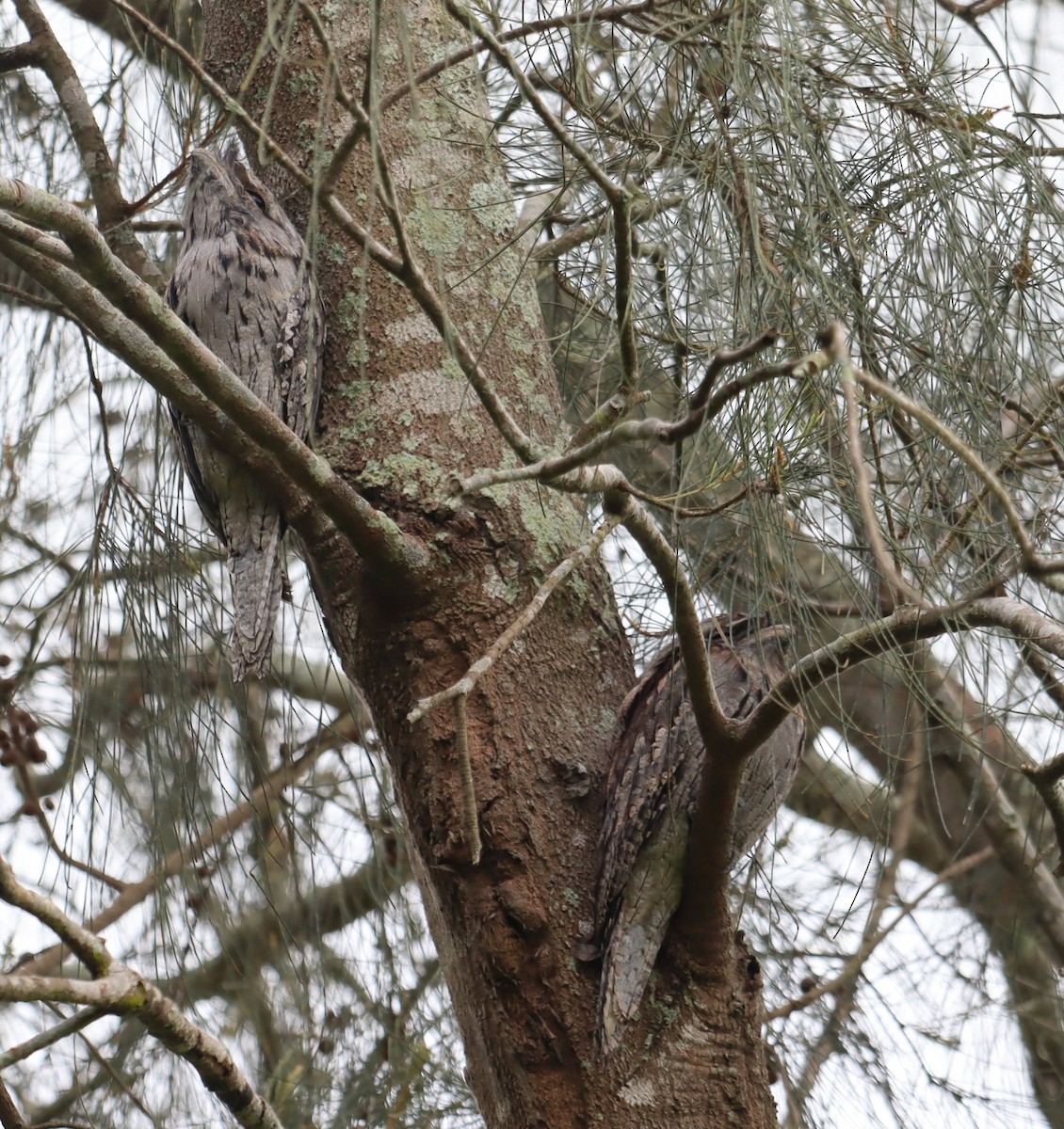 eBird Checklist - 12 Feb 2025 - Morpeth Common - 23 species (+1 other taxa)