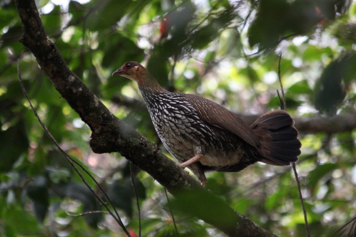 eBird Checklist - 2 Mar 2025 - Hebron School (Restricted Access) - 19 ...