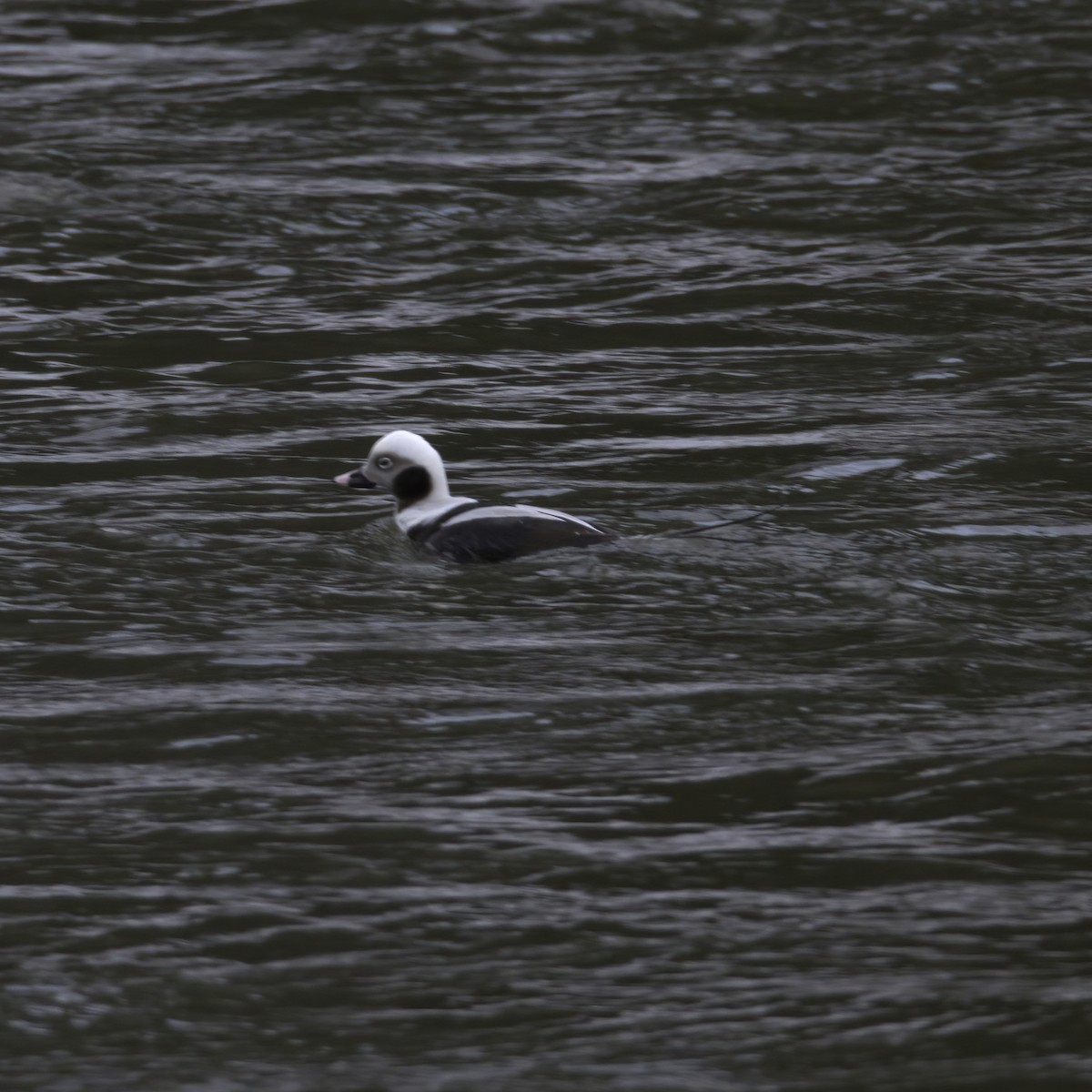 Pennsylvania Bird Atlas Checklist - 1 Mar 2025 - Clarion River Bridge ...