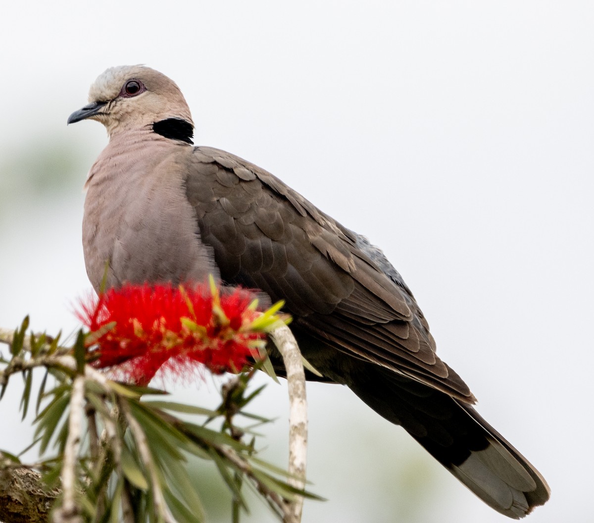 eBird Checklist - 8 Nov 2024 - Hima-Katunguru Road - 4 species