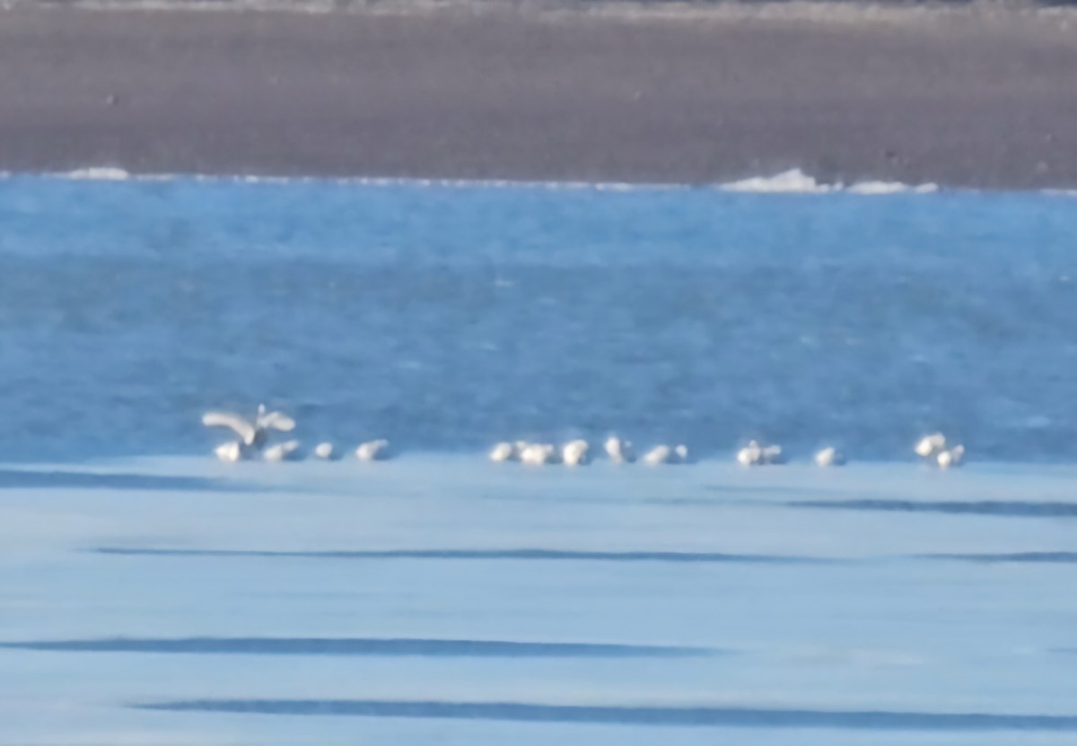 eBird Checklist - 2 Mar 2025 - Spruce Run Recreation Area - 3 species