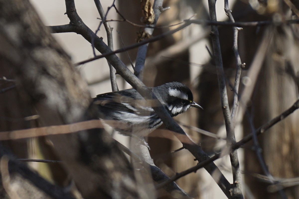 eBird Checklist - 2 Mar 2025 - South Llano River SP--Acorn Blind - 10 ...