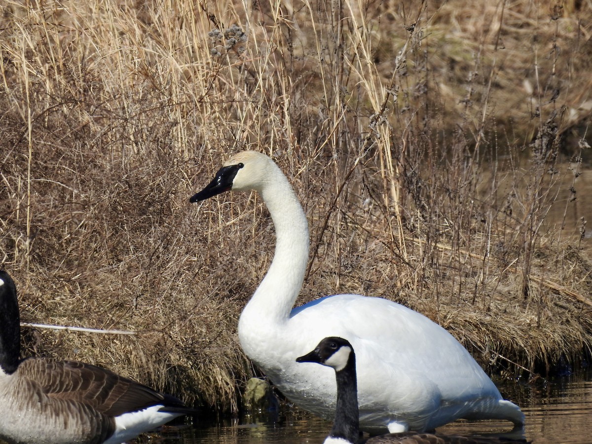 eBird Checklist - 2 Mar 2025 - Quarry Trails Metro Park--Millkin Falls ...