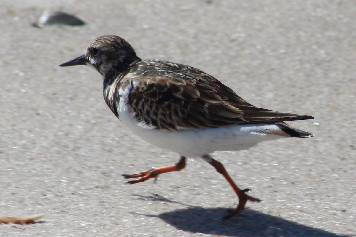 eBird Checklist - 26 Feb 2025 - MB Miller County Pier - 4 species