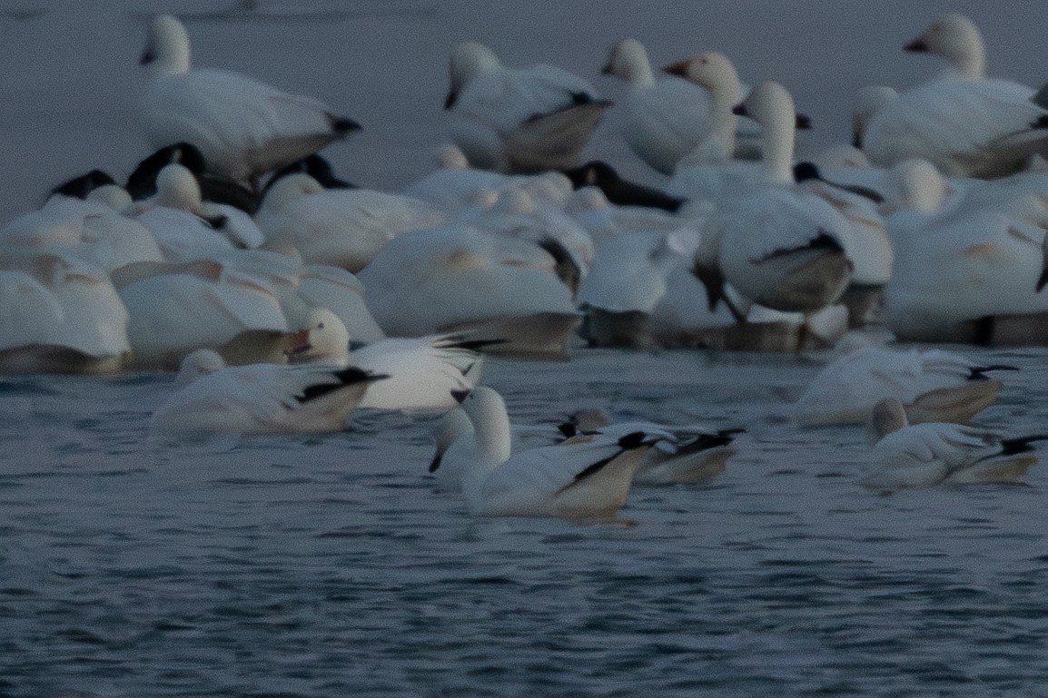 Pennsylvania Bird Atlas Checklist - 2 Mar 2025 - Montour Preserve - 15 species