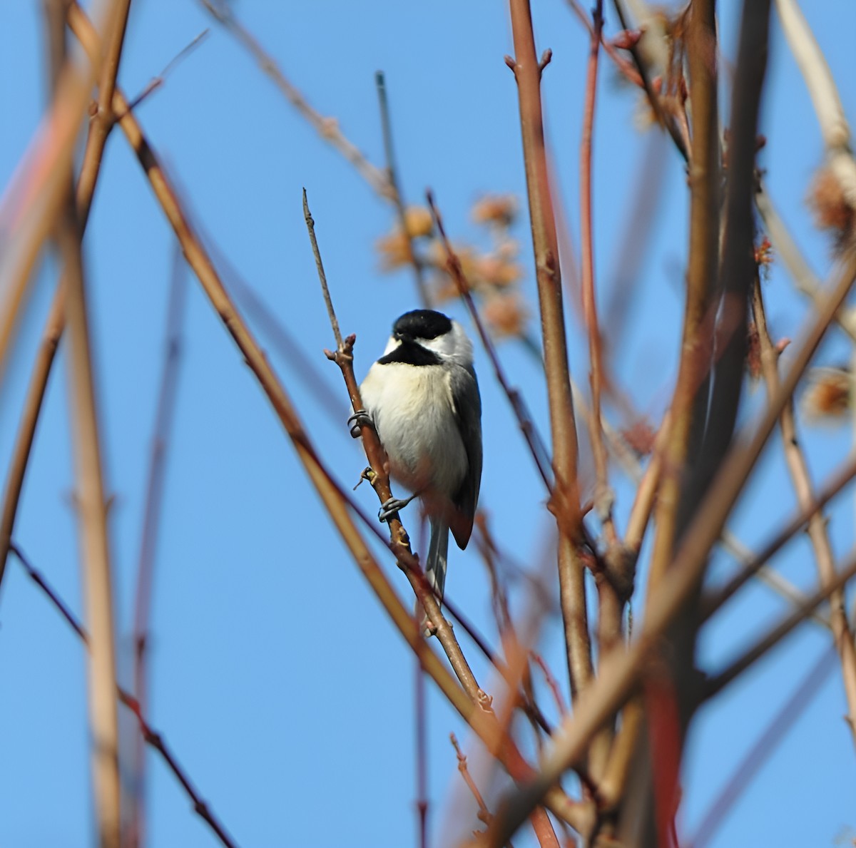 eBird Checklist - 2 Mar 2025 - Stumpy Lake Natural Area - 16 species