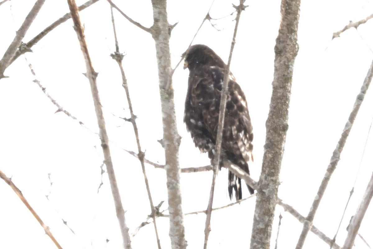 eBird Checklist - 2 Mar 2025 - 5960 Goodrich Rd. - 1 species