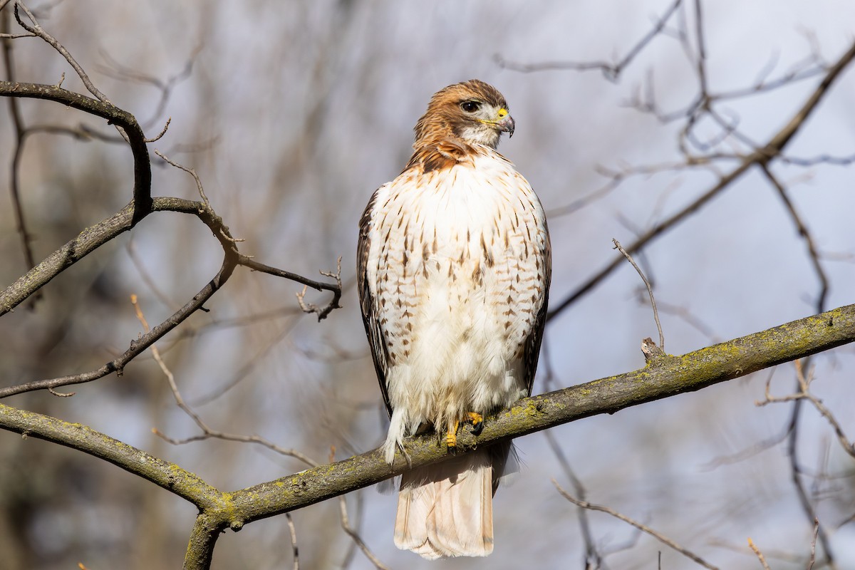 eBird Checklist - 1 Mar 2025 - Heritage Park, Farmington Hills US-MI 42 ...