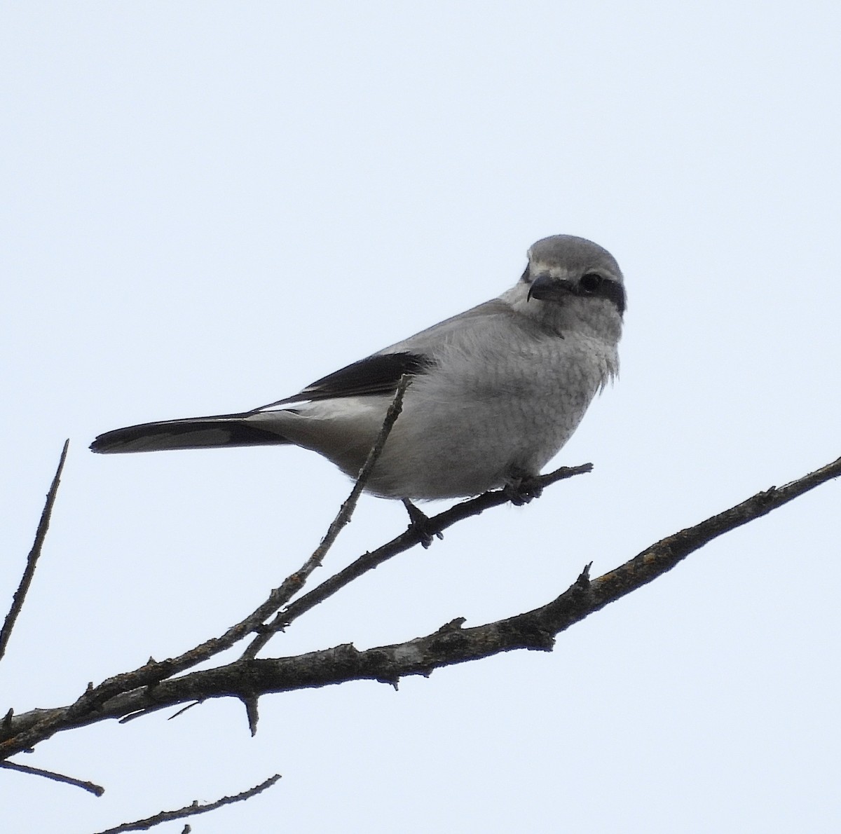 eBird Checklist - 2 Mar 2025 - Arcata Bottoms--V St. Loop - 38 species ...