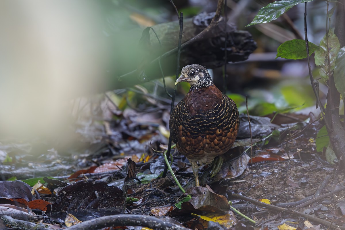 eBird Checklist - 28 Feb 2025 - Silau Tenegang - 22 species