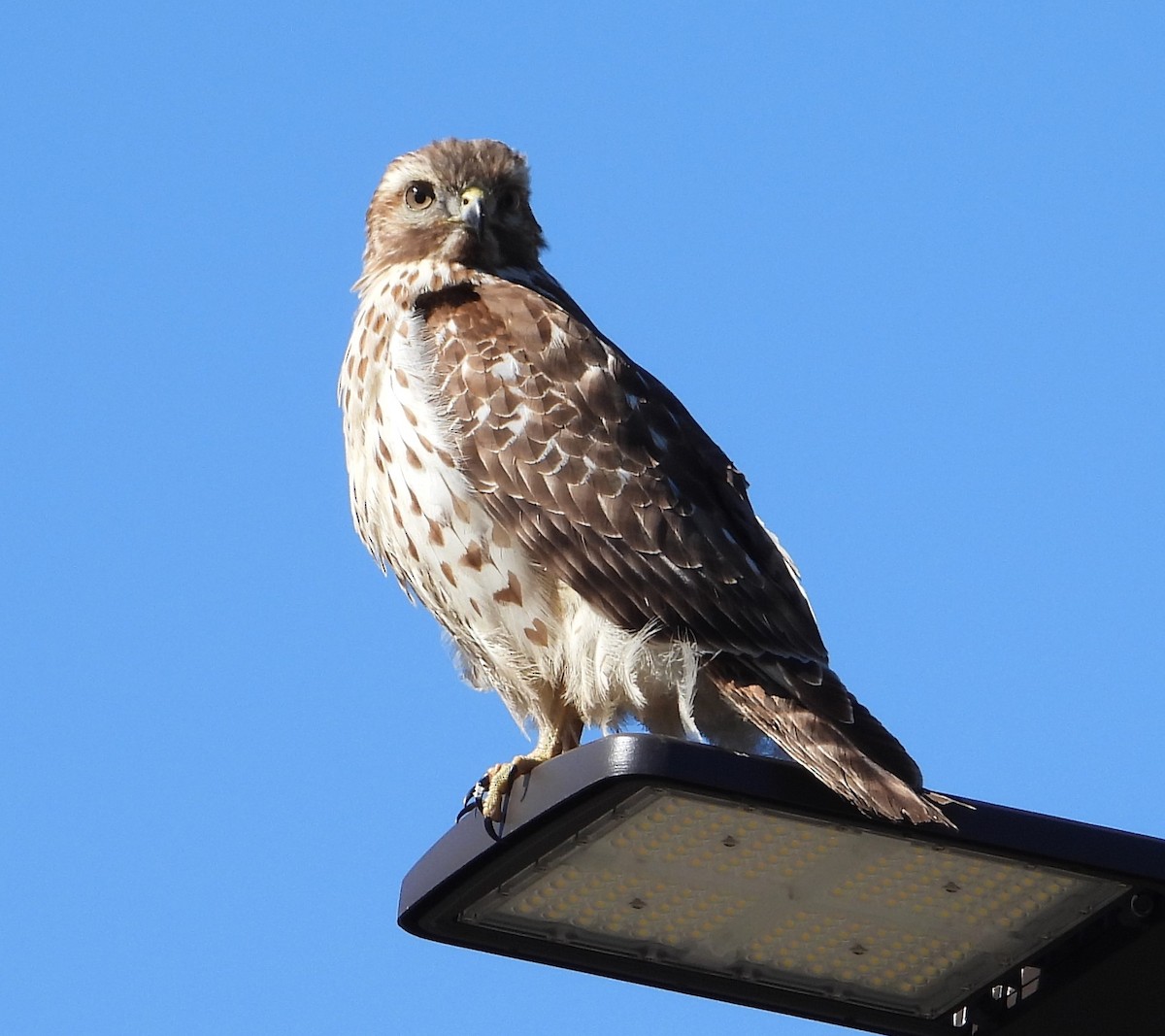 eBird Checklist - 2 Mar 2025 - Willcoxson Park Raven nest site - 13 species
