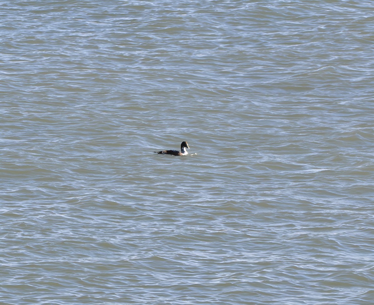 eBird Checklist - 2 Mar 2025 - Rudee Inlet - 7 species (+1 other taxa)