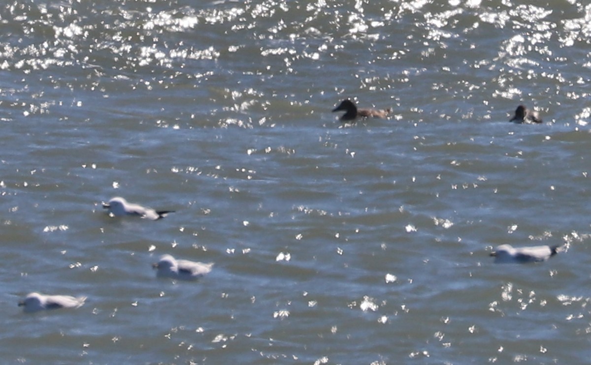 eBird Checklist - 2 Mar 2025 - Rudee Inlet - 15 species