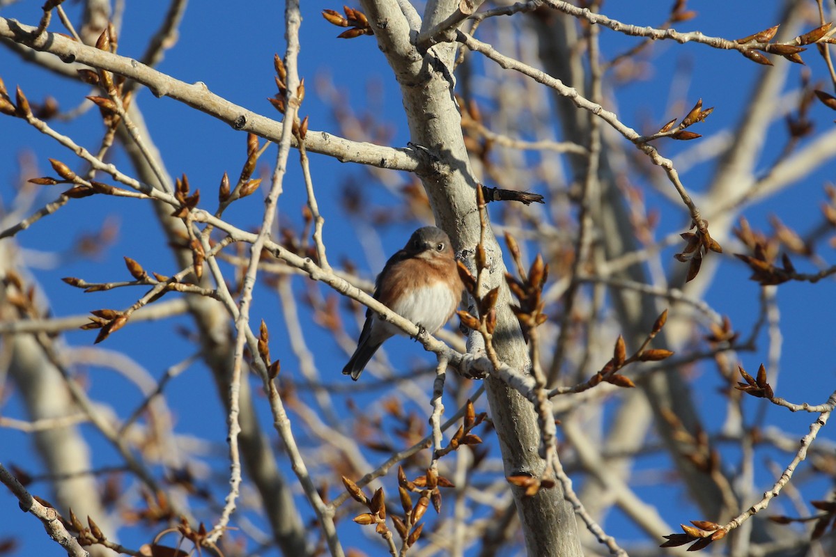 eBird Checklist - 20 Feb 2025 - Bachechi Open Space - 31 species (+3 ...