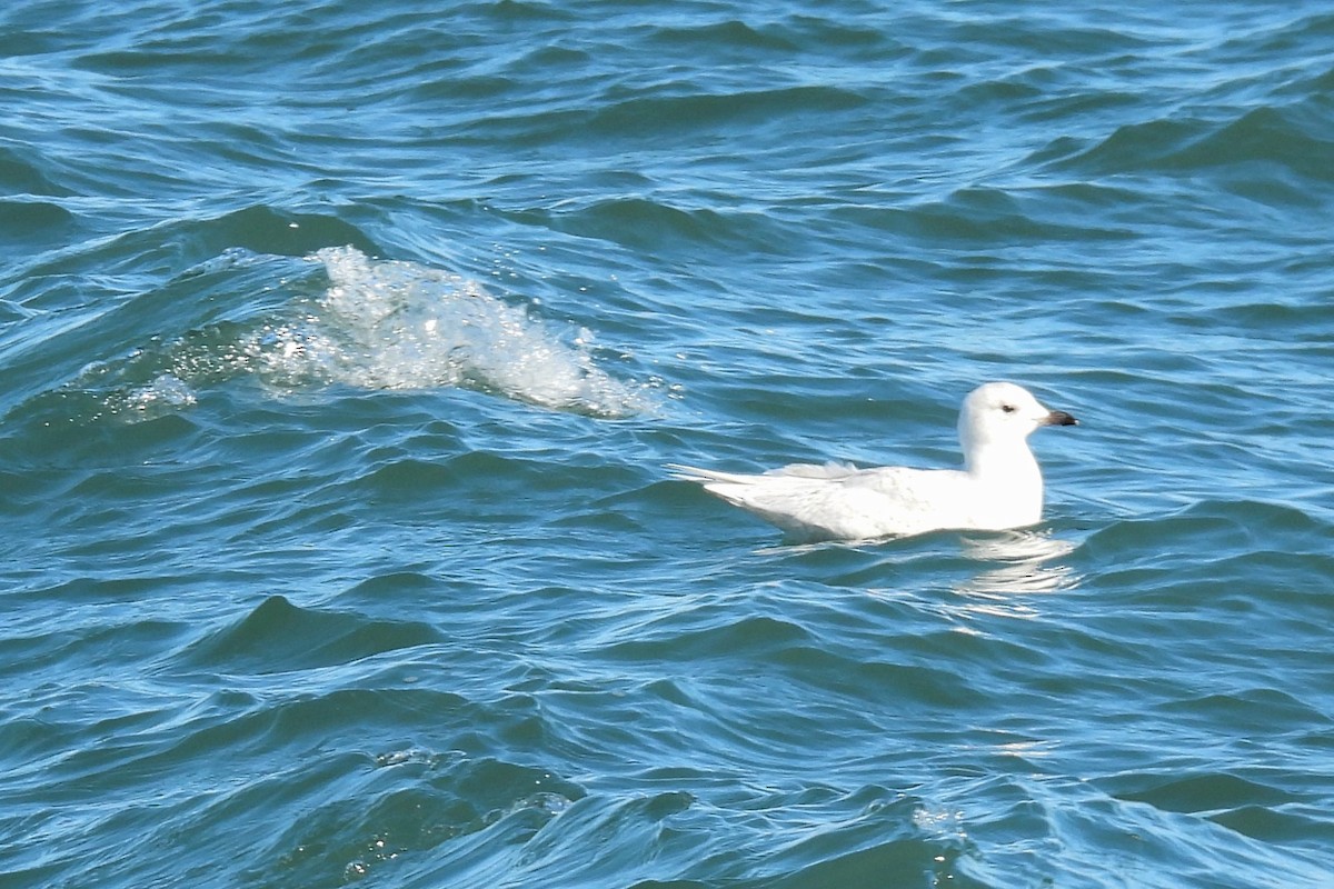eBird Checklist - 2 Mar 2025 - Edward Vincent Ecker, Sr. County Park ...