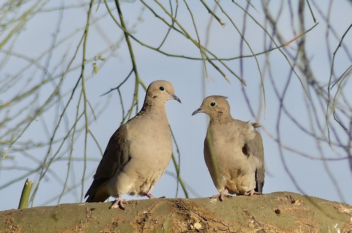 eBird Checklist - 2 Mar 2025 - SRP ponds - 37 species