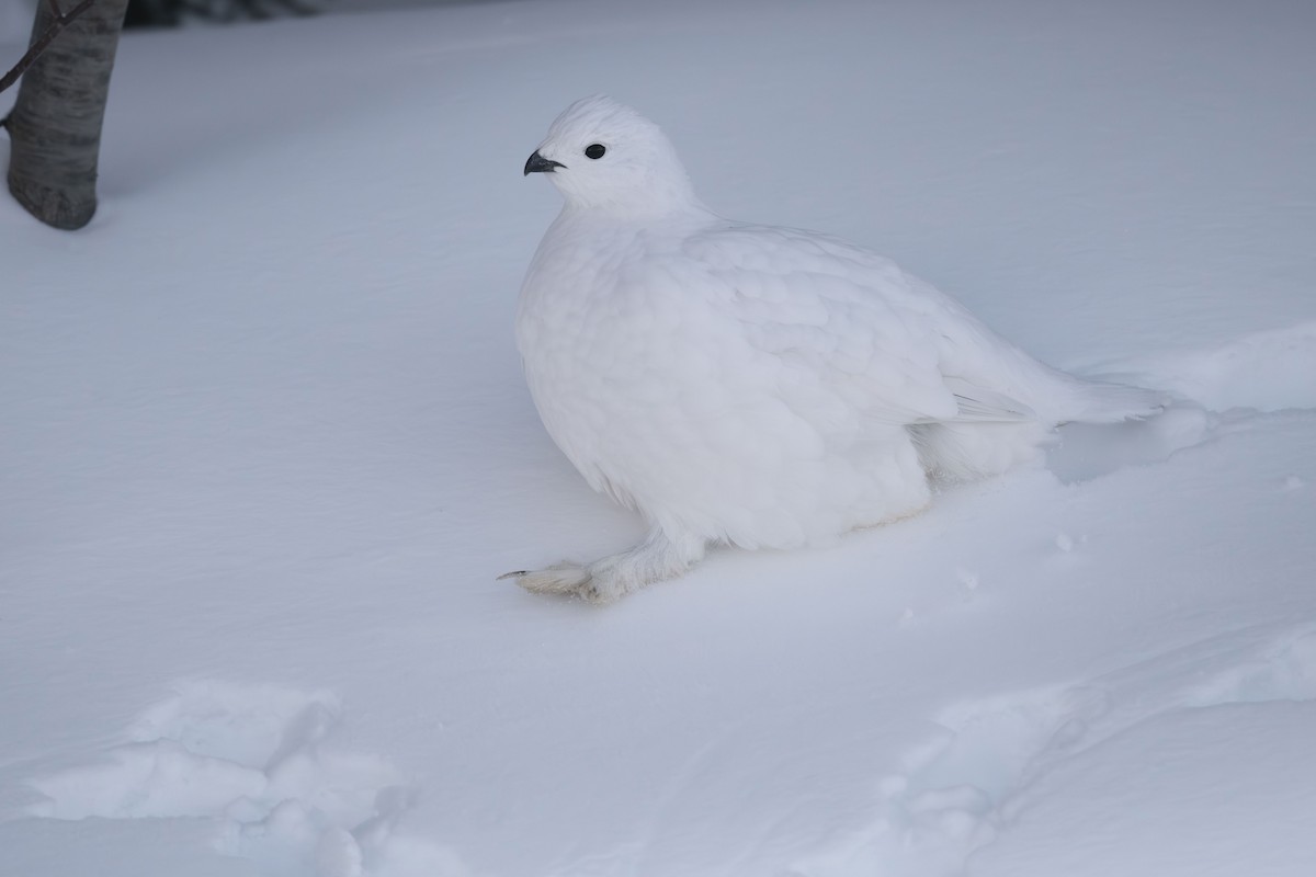 eBird Checklist - 2 Mar 2025 - Road 652, Cochrane, Unorganized, North ...