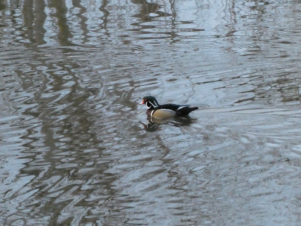 eBird Checklist - 2 Mar 2025 - American River Parkway behind condo ...
